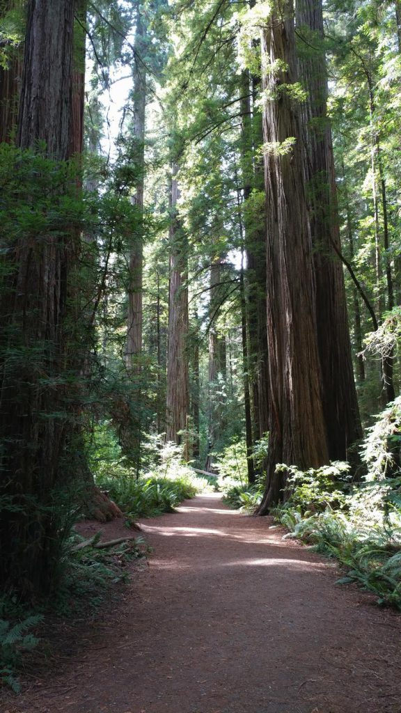 Stout Memorial Grove - Casual Trekkers