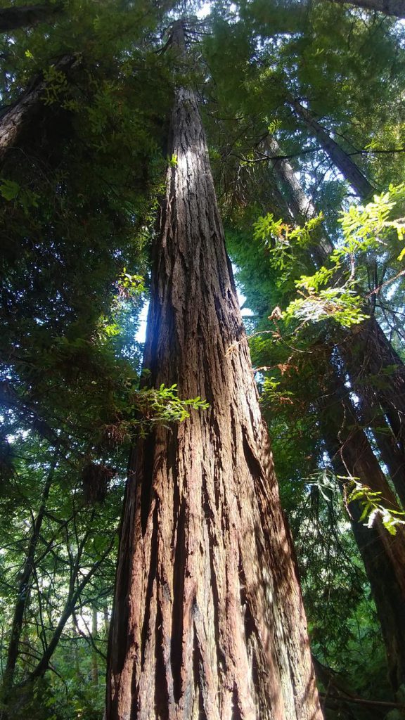 Stout Memorial Grove - Casual Trekkers