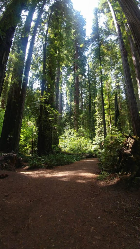Stout Memorial Grove - Casual Trekkers