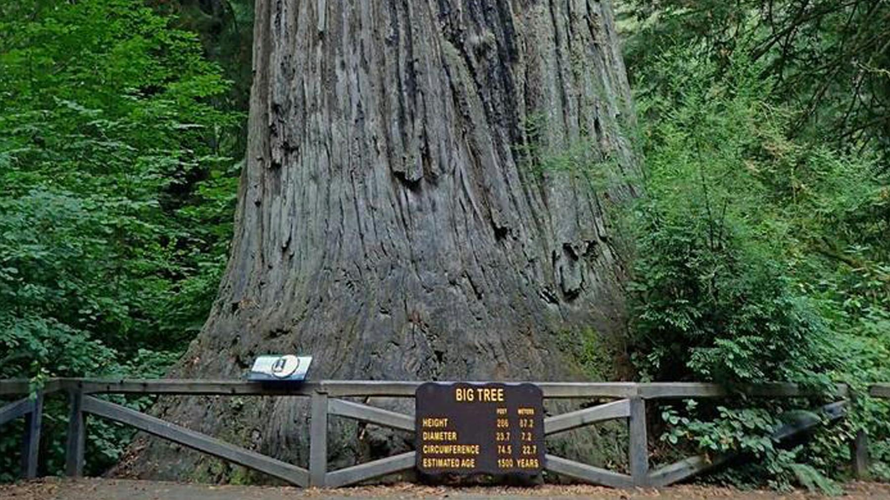 Big Tree Wayside - Casual Trekkers