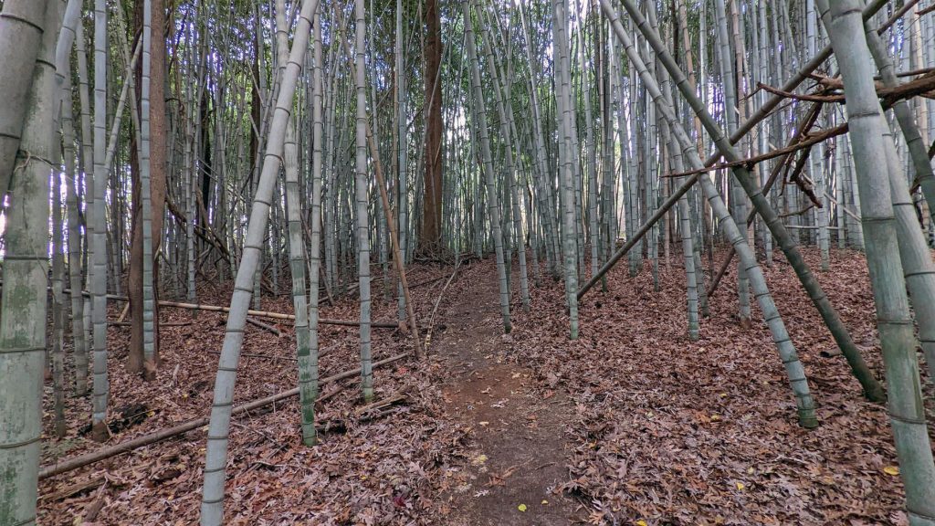 Alabama's Hidden Bamboo Forest - Casual Trekkers