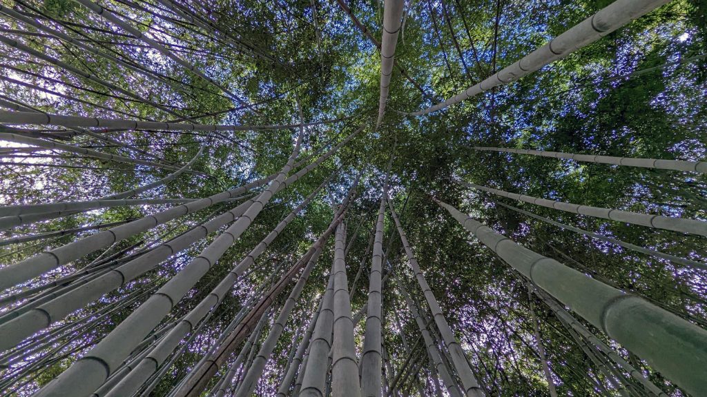 Alabama's Hidden Bamboo Forest - Casual Trekkers