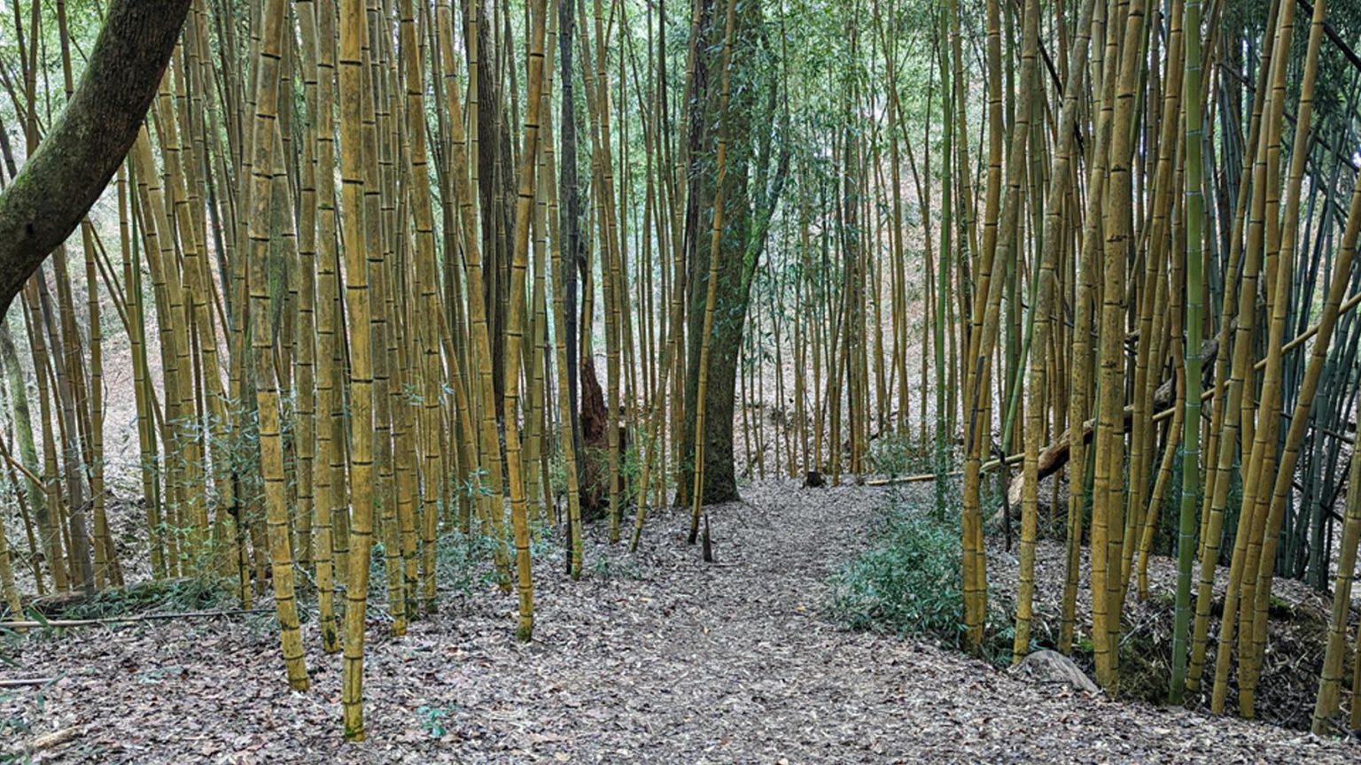 Alabama's Hidden Bamboo Forest - Casual Trekkers